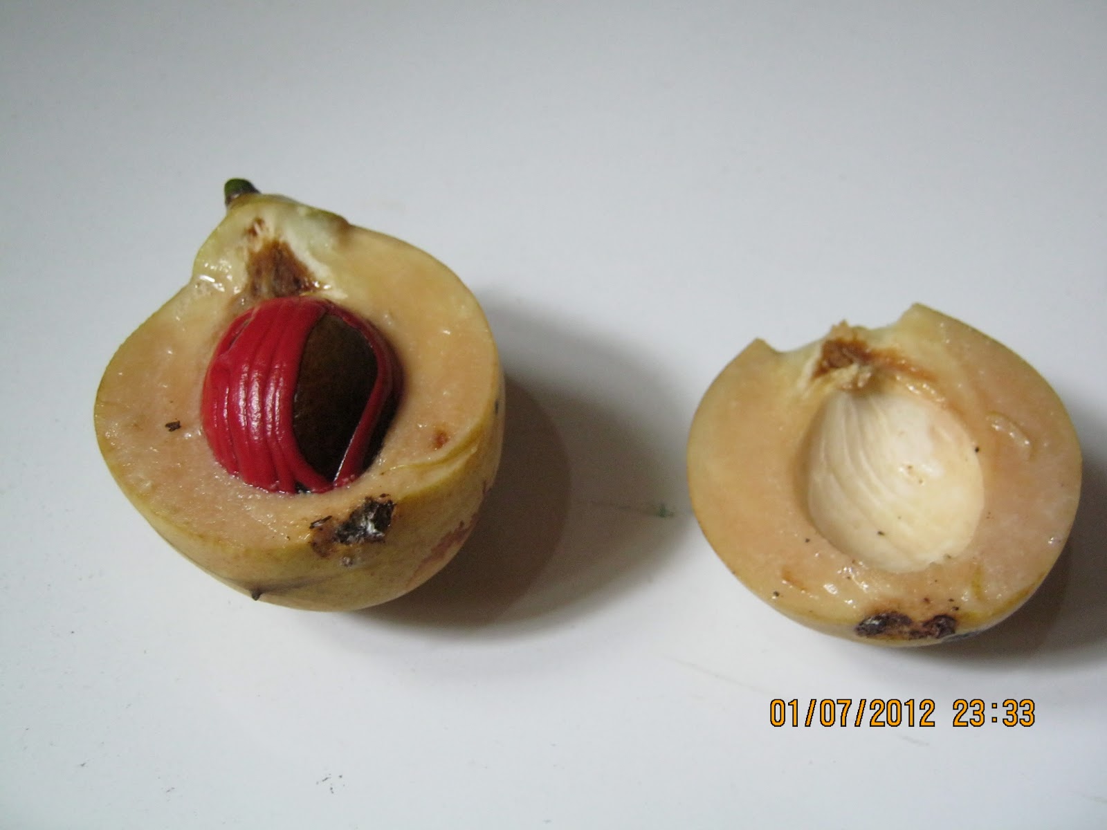 Nature shots: Nutmeg- Jathikka